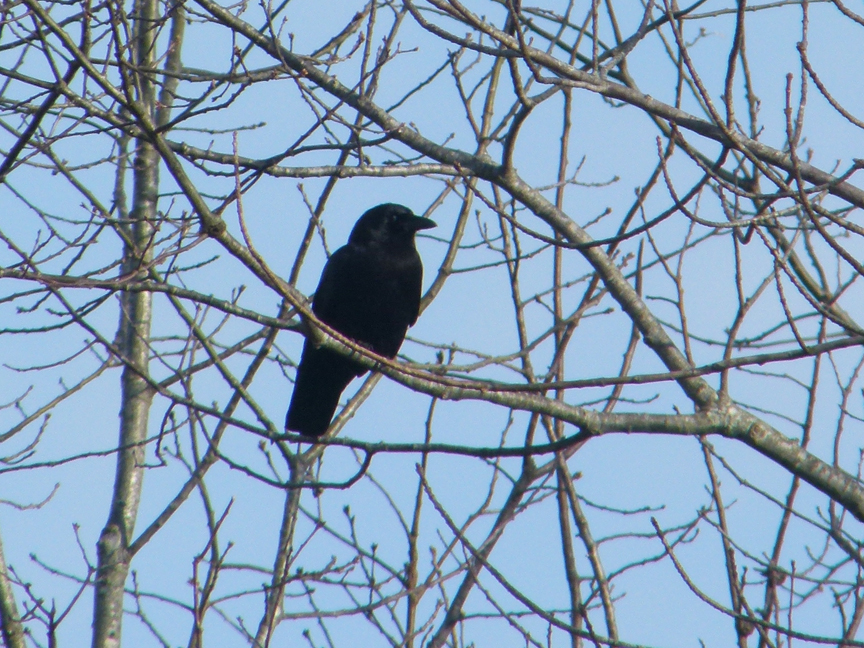 Bird Report » Blog Archive » The usual suspects