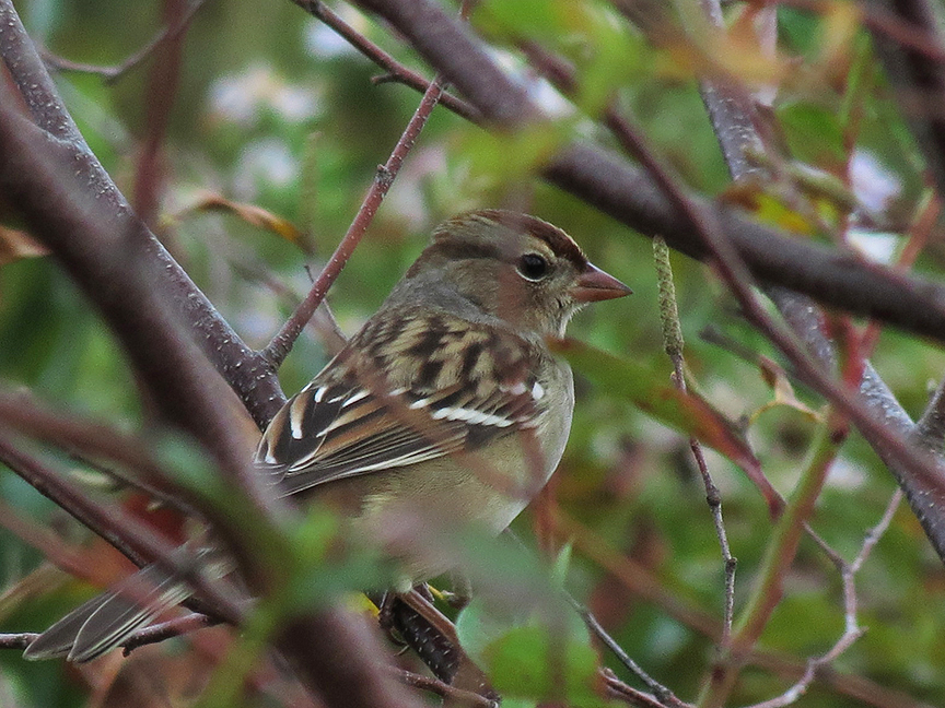 Bird Report » Blog Archive » New sparrow
