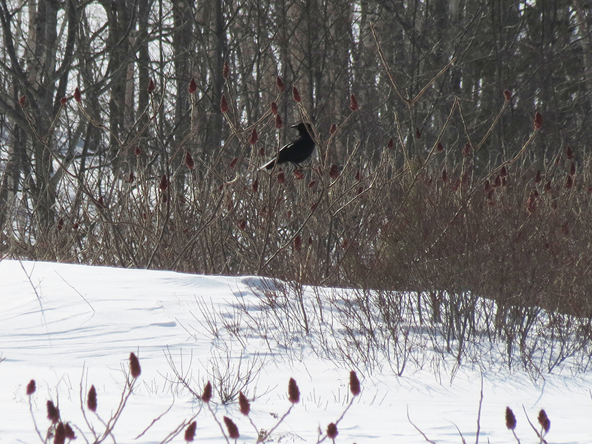 Bird Report » Blog Archive » Errands