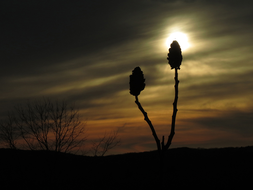 Bird Report » Blog Archive » Photo ops