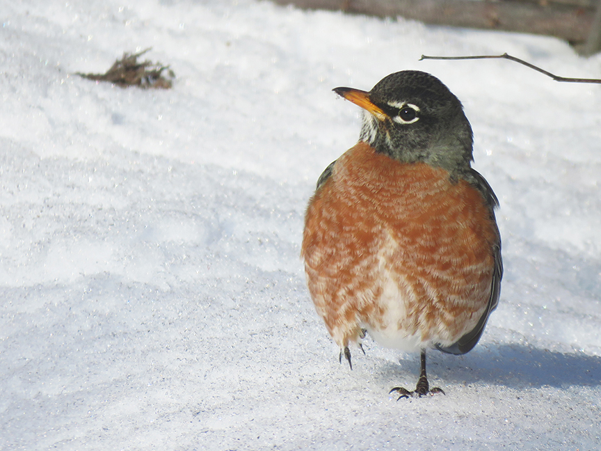 Bird Report » Blog Archive » Canadian Robins
