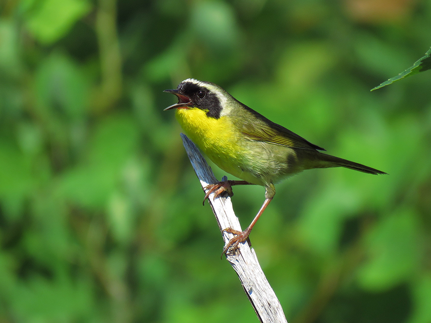 Bird Report » Blog Archive » Scorcher