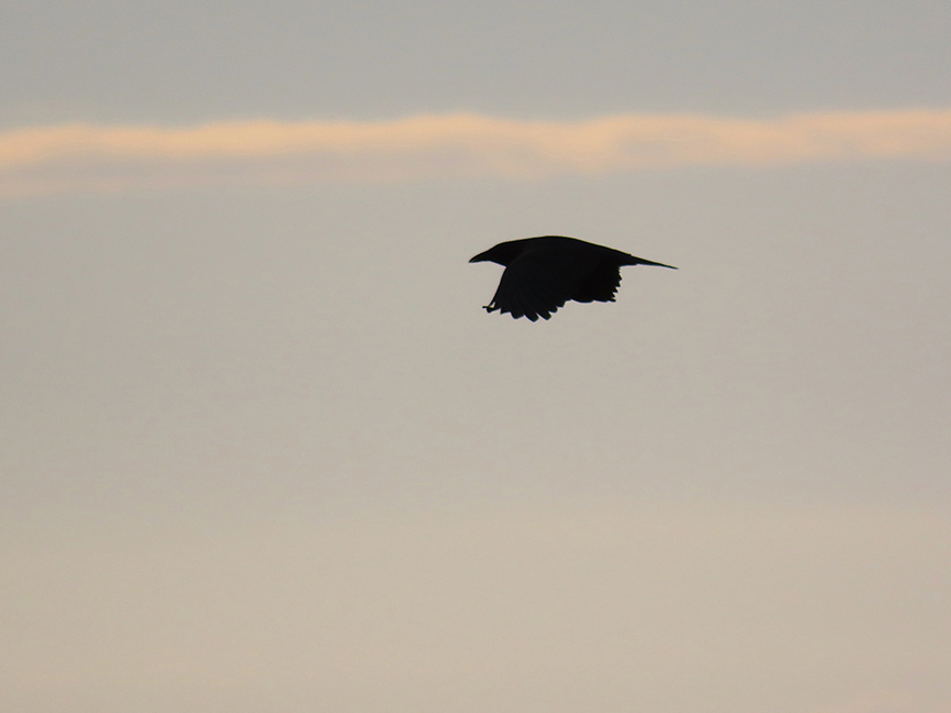Bird Report » Blog Archive » Quiet, Cloudiness